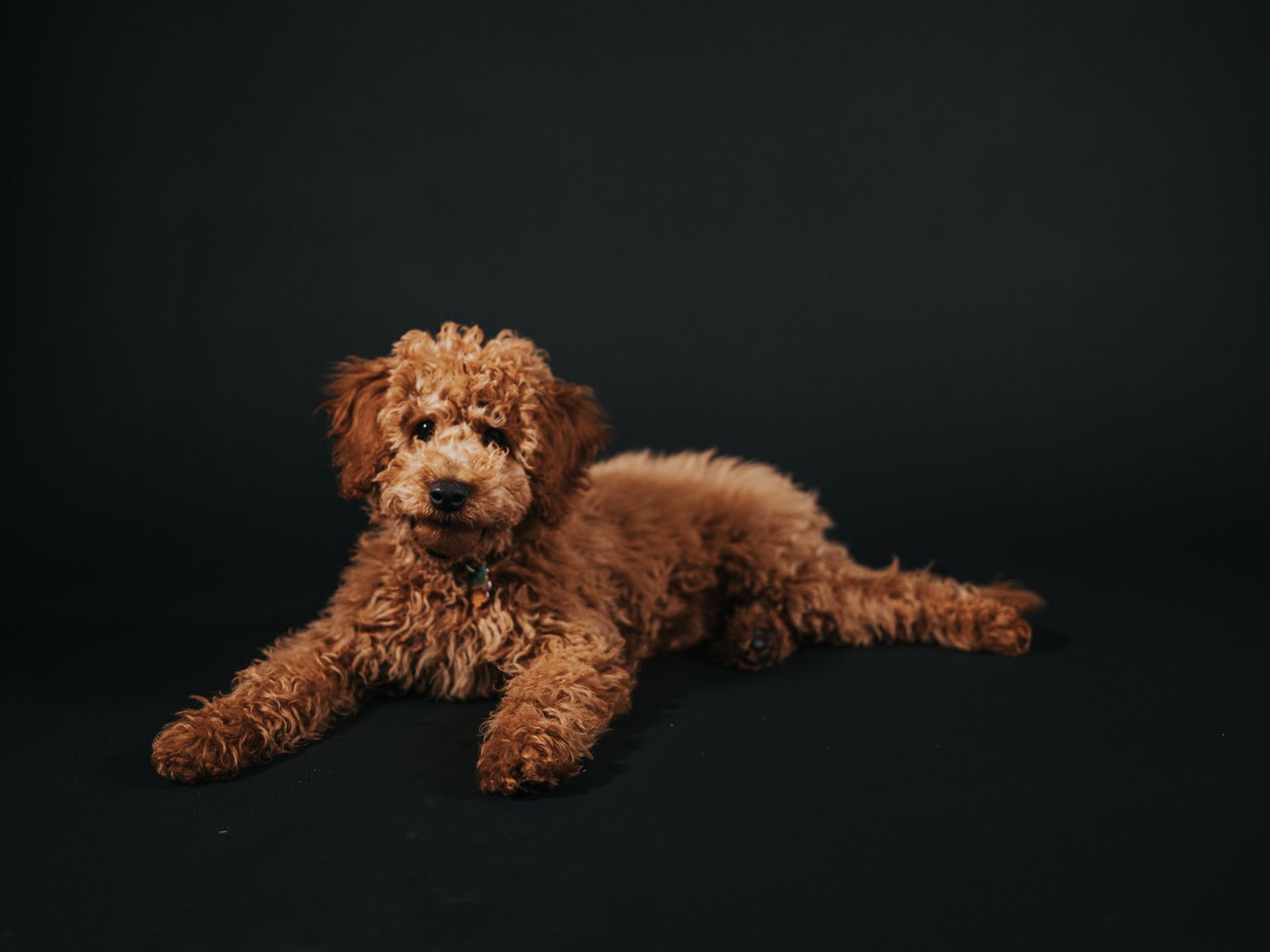FUJIFILM USA | Make Perfect Pet Photos Hands-Free with FUJIFILM XApp